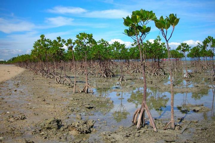 A portion of the established mangrove vegetation in Ra Province.
